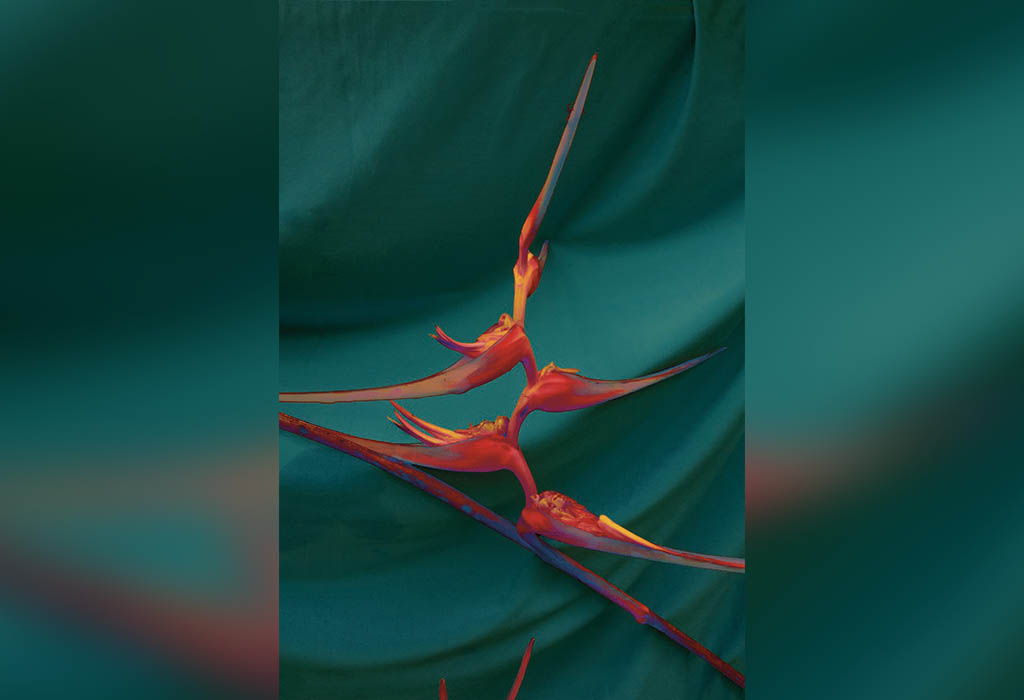 Transatlántica - 9 Lives Magazine