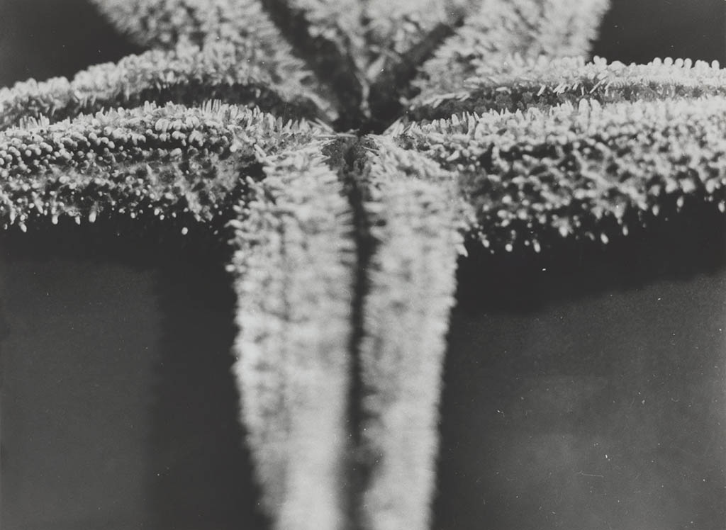 Flou, une histoire photographique - 9 Lives Magazine