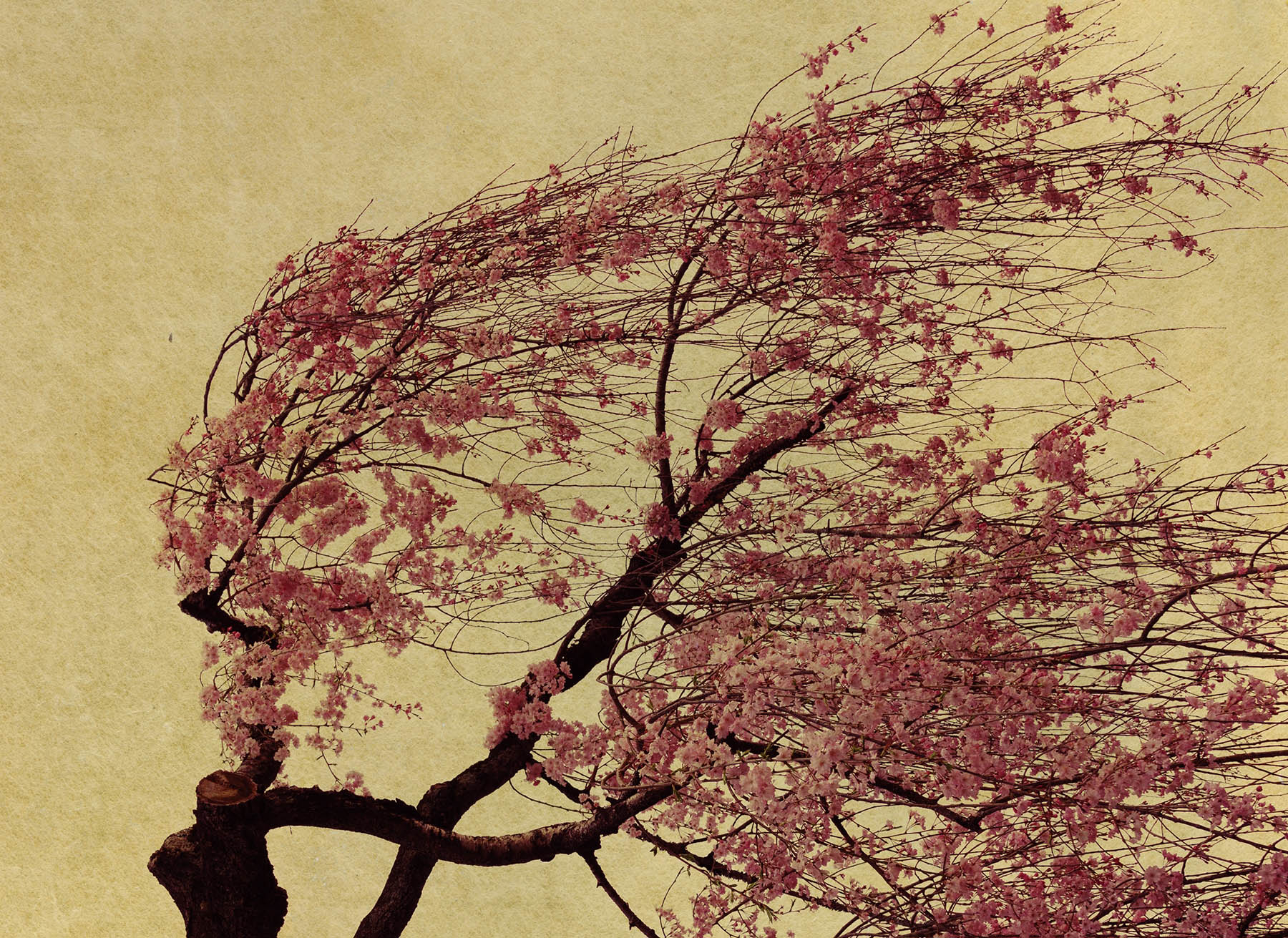 Carte blanche à Philippe Sérénon : Le triptyque magique - 9 Lives Magazine